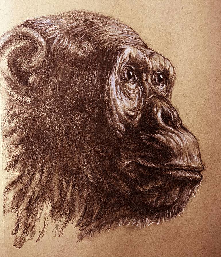 Chimp Drawing by Alex Filipov | Saatchi Art
