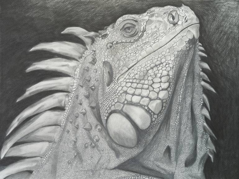 Iguana Drawing by Eri Farleigh | Saatchi Art