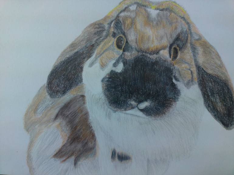 Benny Drawing by Amy Dulley | Saatchi Art