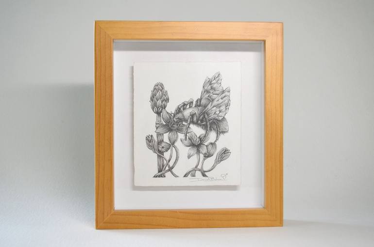 Coloparacno lepido Drawing by Daniel Bahena | Saatchi Art