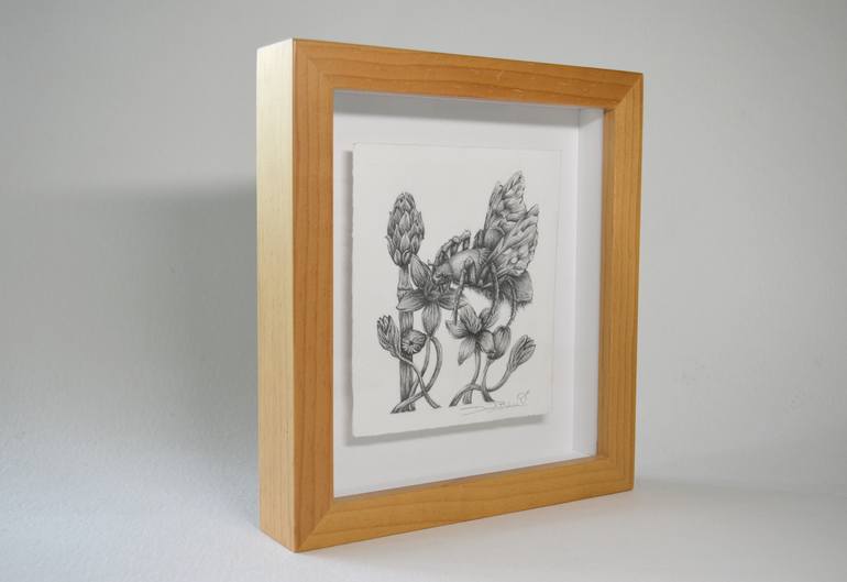 Coloparacno lepido Drawing by Daniel Bahena | Saatchi Art