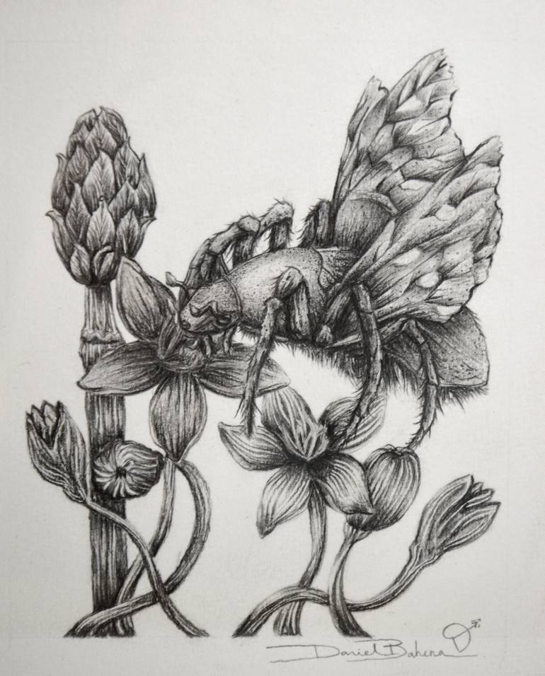 Coloparacno lepido Drawing by Daniel Bahena | Saatchi Art