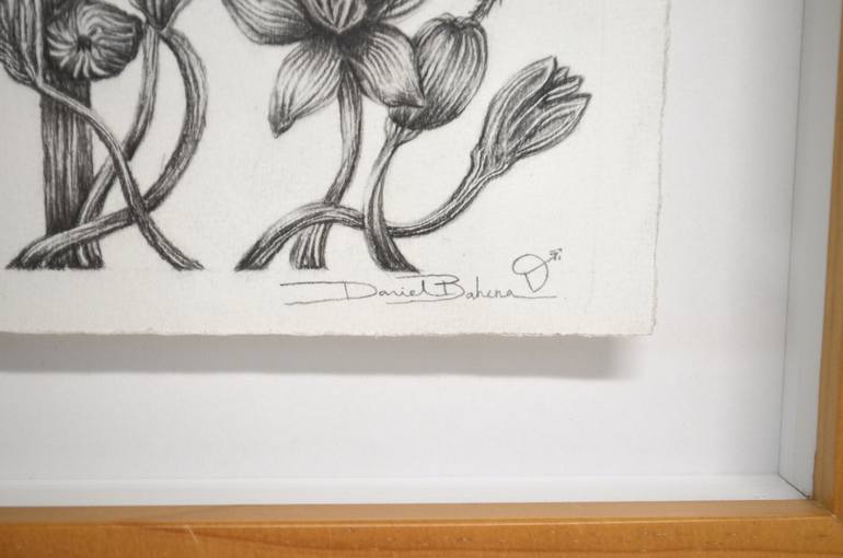 Coloparacno lepido Drawing by Daniel Bahena | Saatchi Art