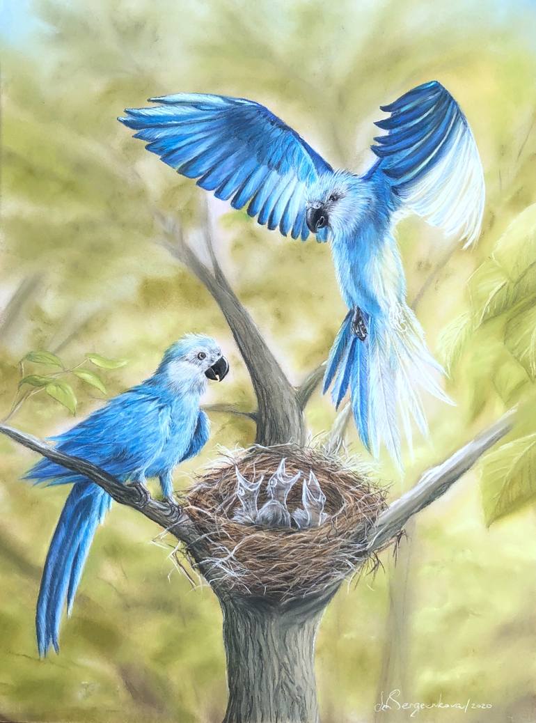 Dream of Spix's Macaw Drawing by Nadin Sergeenkova | Saatchi Art
