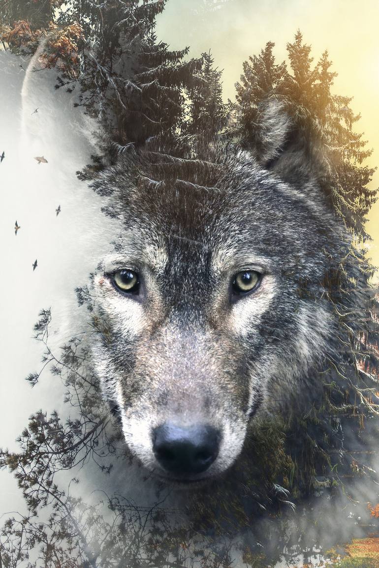 Animals collection Vol 13. Wolf. Art portrait on canvas - Limited ...