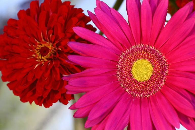 Titania and Hermia - Limited Edition of 10 Photography by Lindy Powers ...