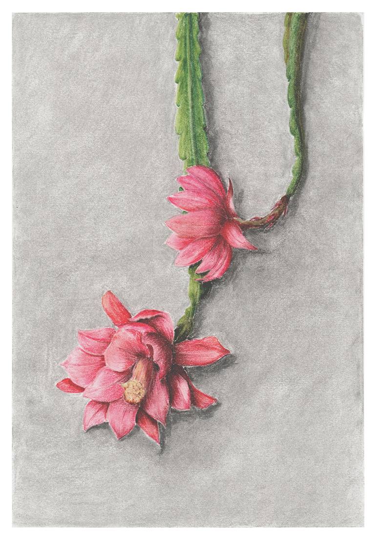 Blooming epiphyllum Drawing by Olga Shashok | Saatchi Art