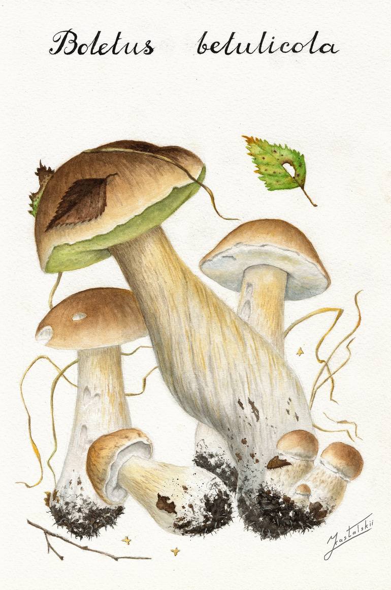 Boletus Betulicola Drawing by Dmitrii Kastalskii | Saatchi Art