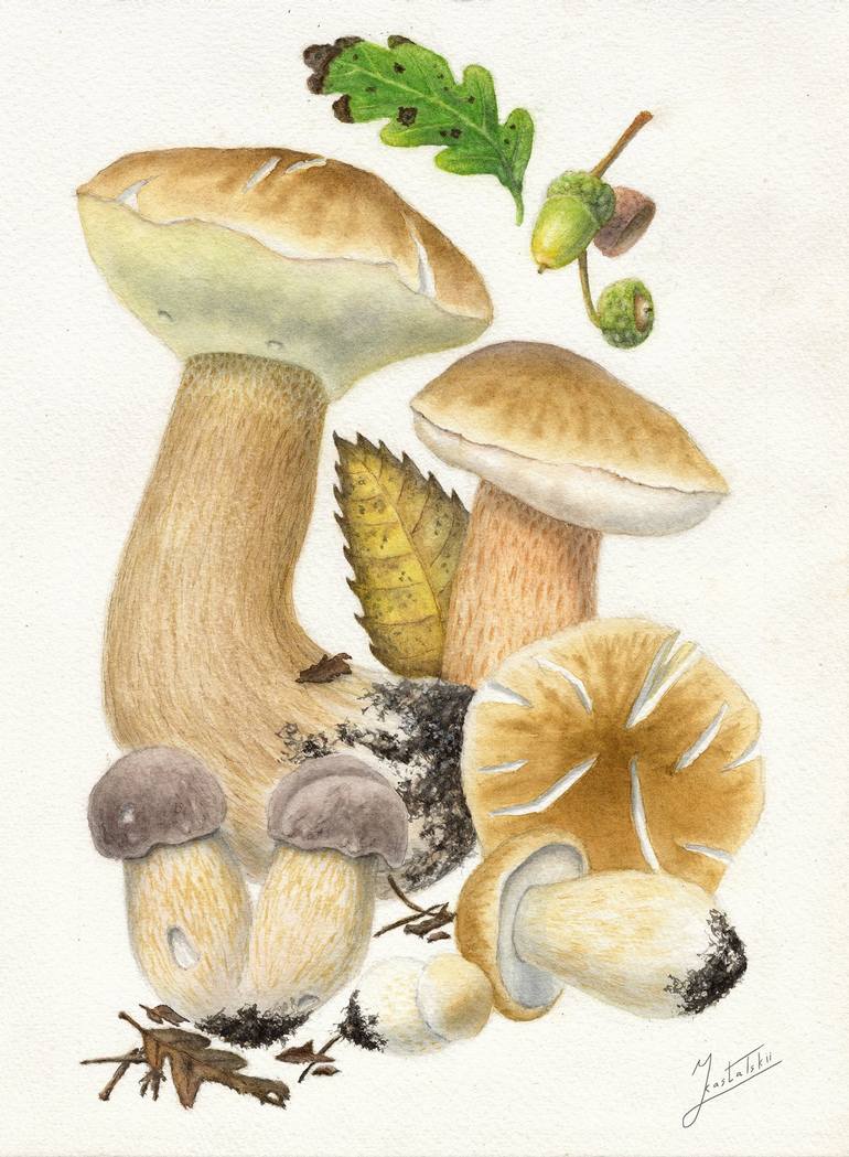 Boletus Reticulatus Drawing by Dmitrii Kastalskii | Saatchi Art