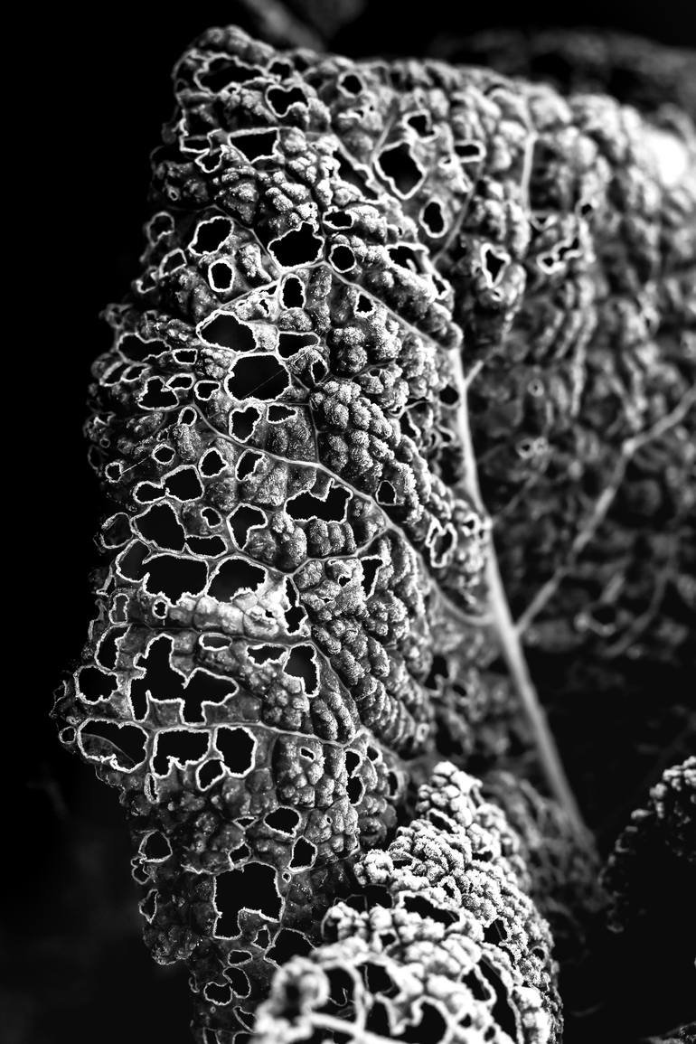 Portrait of cabbage - study 3 Limited Edition of 10 Photography by ...