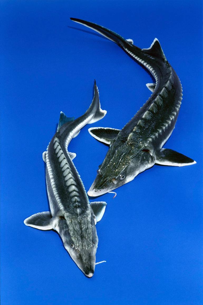 FISH OF STURGEON BREEDS • 1997 Photography by Pavel Prosyanov | Saatchi Art