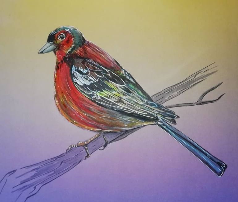 Chaffinch Drawing by Katrina Tuohy | Saatchi Art