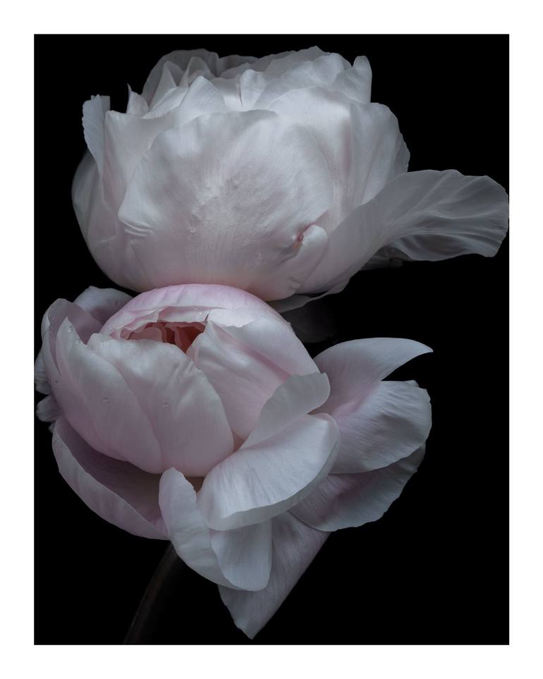 Surrender Photography by Elena Dragoi | Saatchi Art