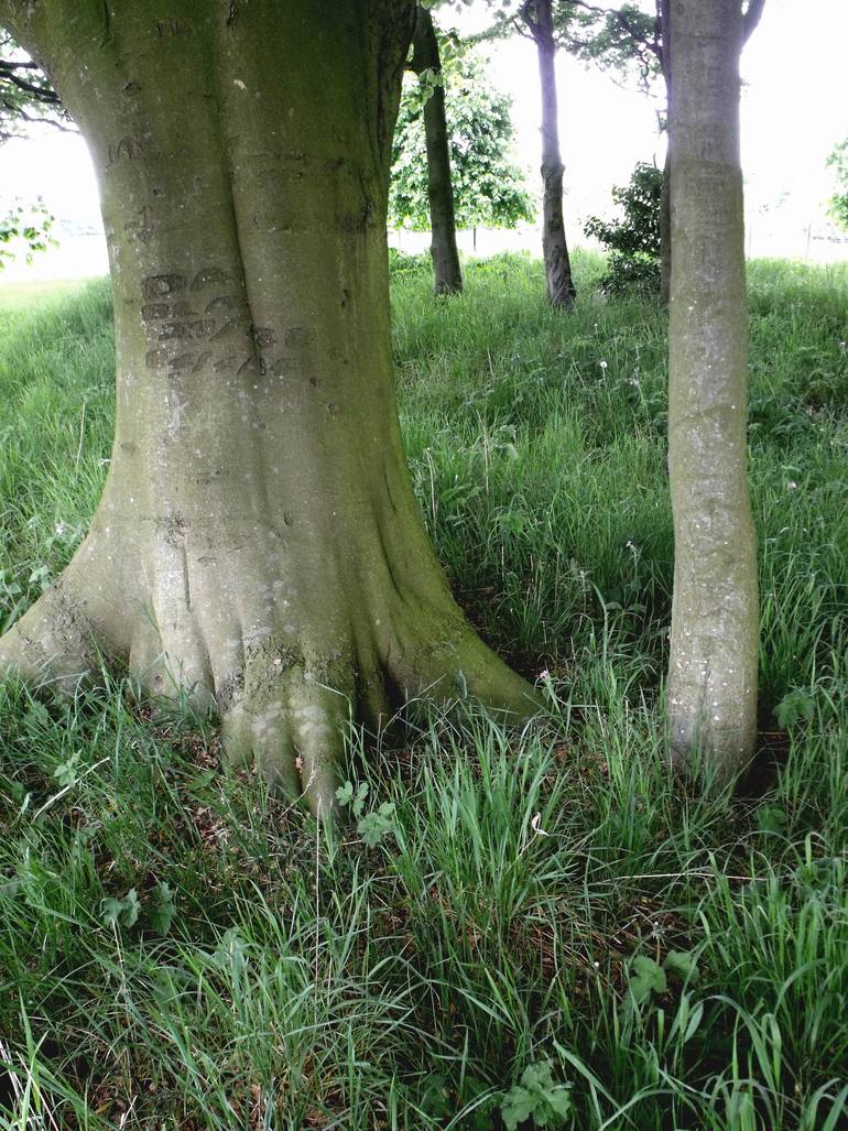 Imperfect tree - DA 1916 Photography by Jennifer Kelly | Saatchi Art