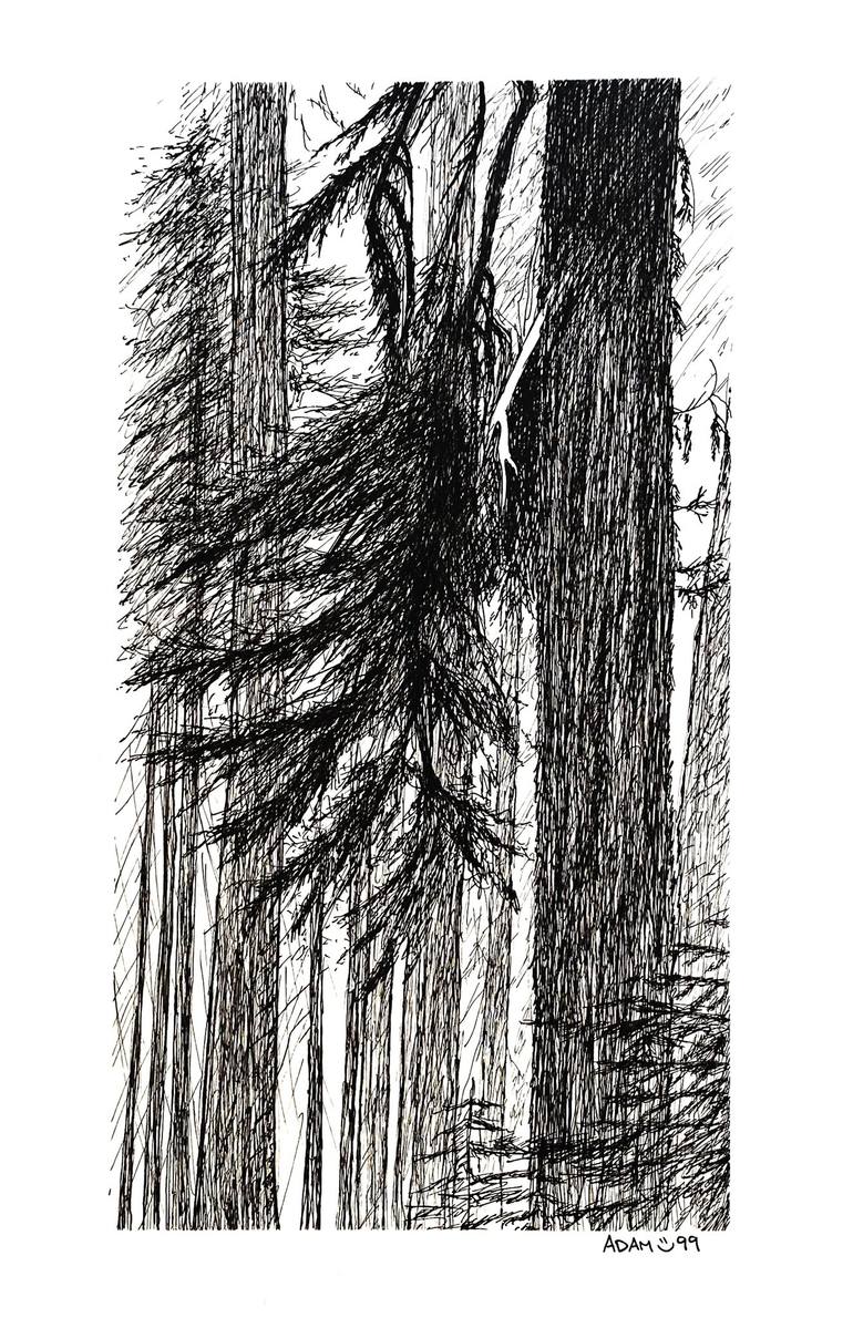 Trees Drawing by Adam Smith | Saatchi Art