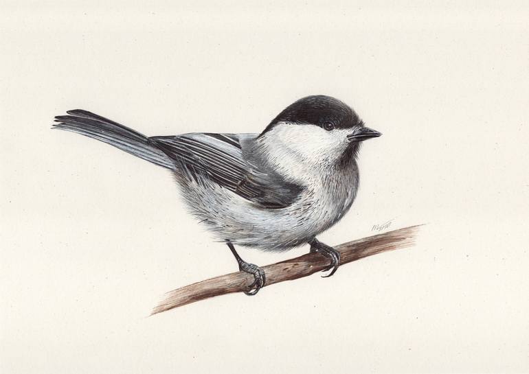 ballpoint drawing on paper Carolina Chickadee original artwork Art ...