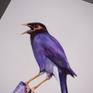 Common Myna Drawing by Daria Maier | Saatchi Art