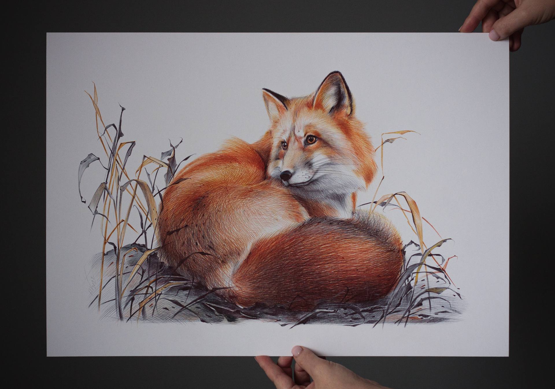How To Draw A Realistic Fox