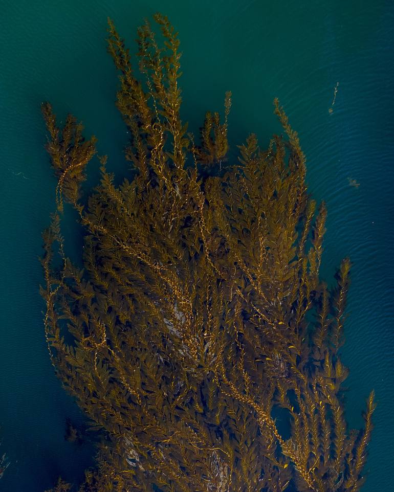 Golden Ocean Locks - Limited Edition of 9 Photography by Rich Caldwell ...