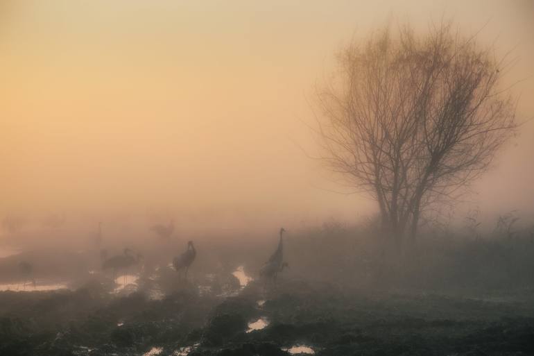 Warm dawn of the sun 2 Photography by MAXIM SAYAPIN | Saatchi Art