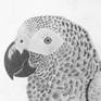 African Grey Parrot Drawing by Kevin Dowson | Saatchi Art