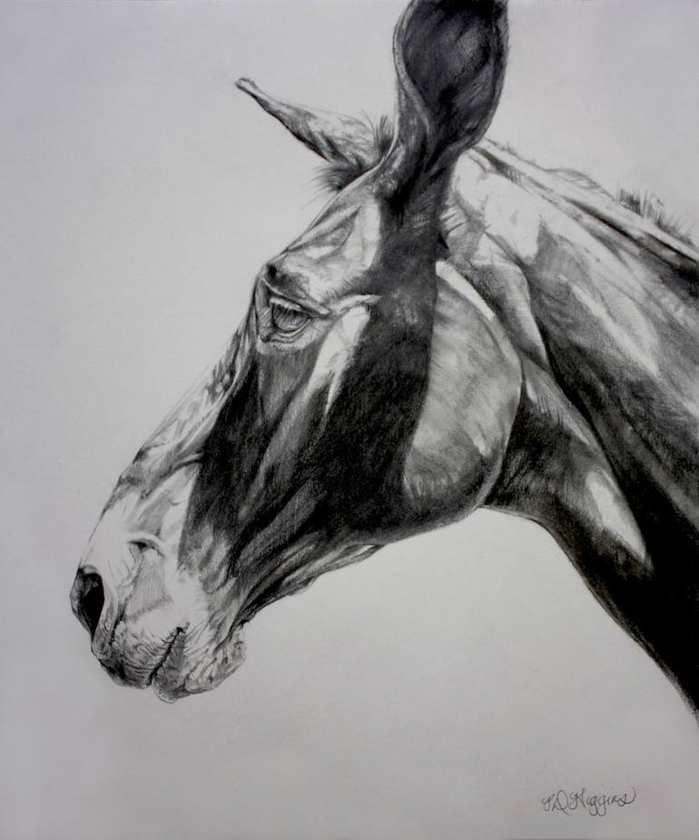 Grand Canyon Mule Drawing by Derrick Higgins | Saatchi Art
