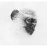 Vervet Monkey #1 Drawing by Mandy Croucamp | Saatchi Art