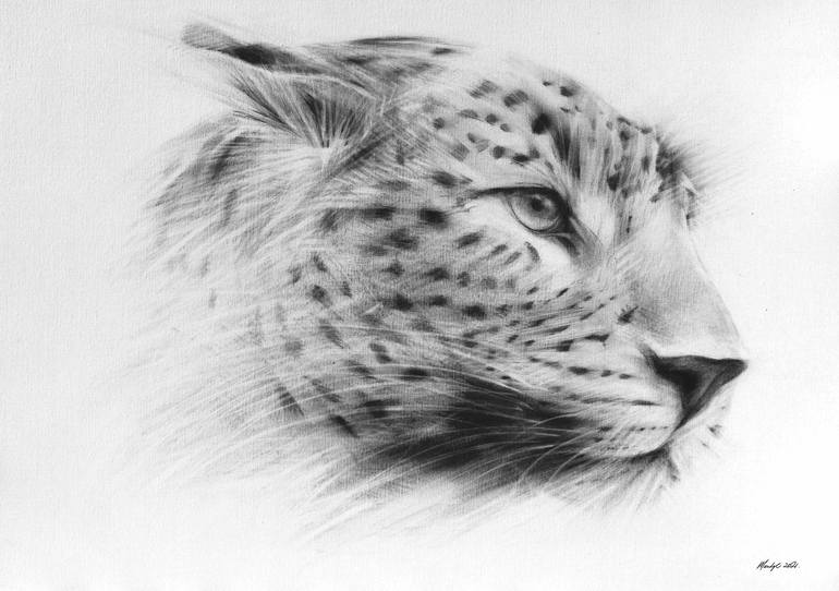 CAPE LEOPARD #2 Drawing by Mandy Croucamp | Saatchi Art