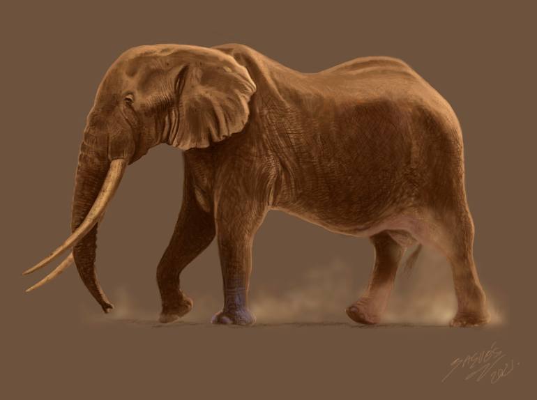 Tim elephant Drawing by Luis Sagués | Saatchi Art