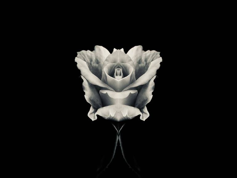 Beauty Rose 3 symmetry, collection, black and white, bw, set Mixed ...