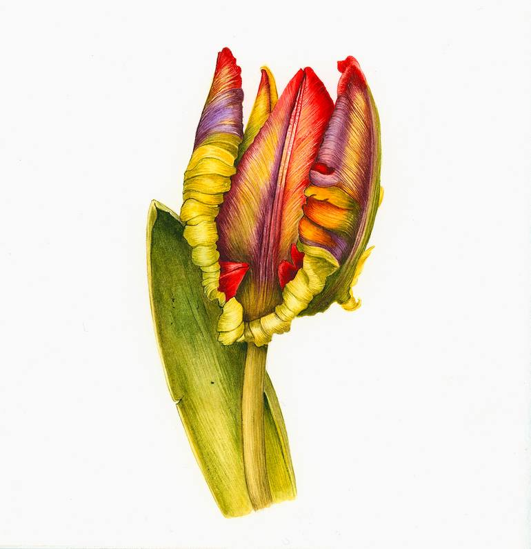 Parrot tulip Painting by Olha Khomych | Saatchi Art