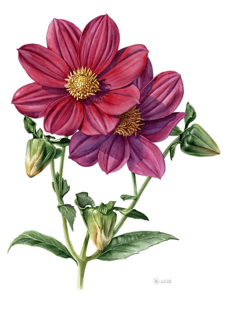 Dahlia Painting by Yuliia Moiseieva | Saatchi Art