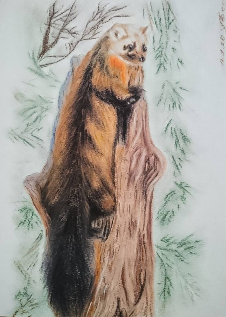 Ermine Drawing by Xenia Chikhunova | Saatchi Art