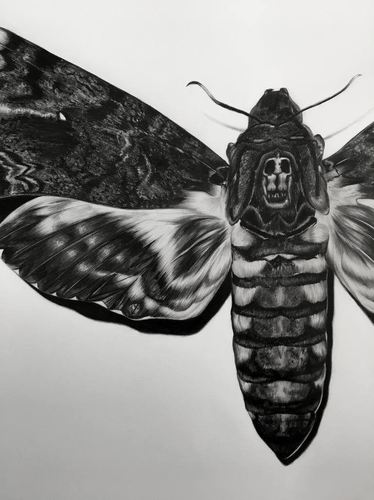 Acherontia atropos Drawing by Lena Med | Saatchi Art