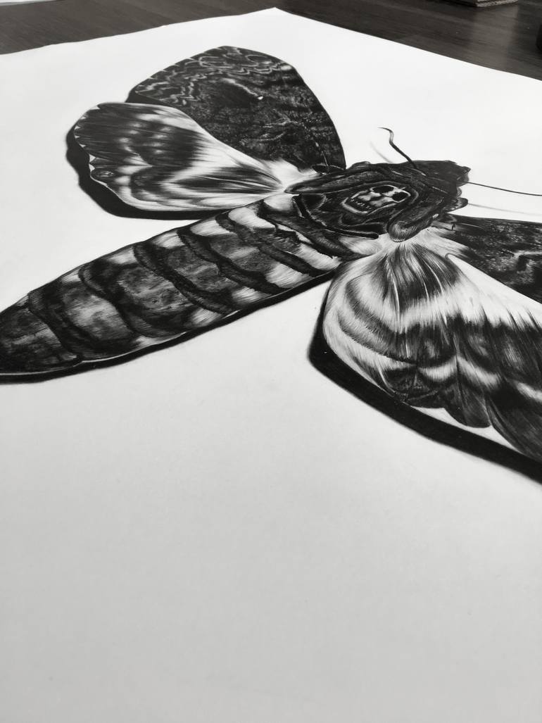 Acherontia atropos Drawing by Lena Med | Saatchi Art
