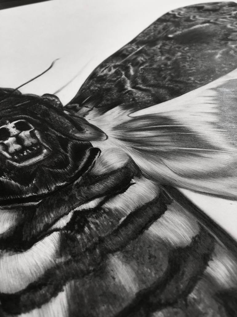 Acherontia atropos Drawing by Lena Med | Saatchi Art