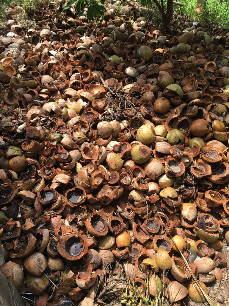 Valley Of Coconut Shells 1/5 - Limited Edition of 5 Photograph ...