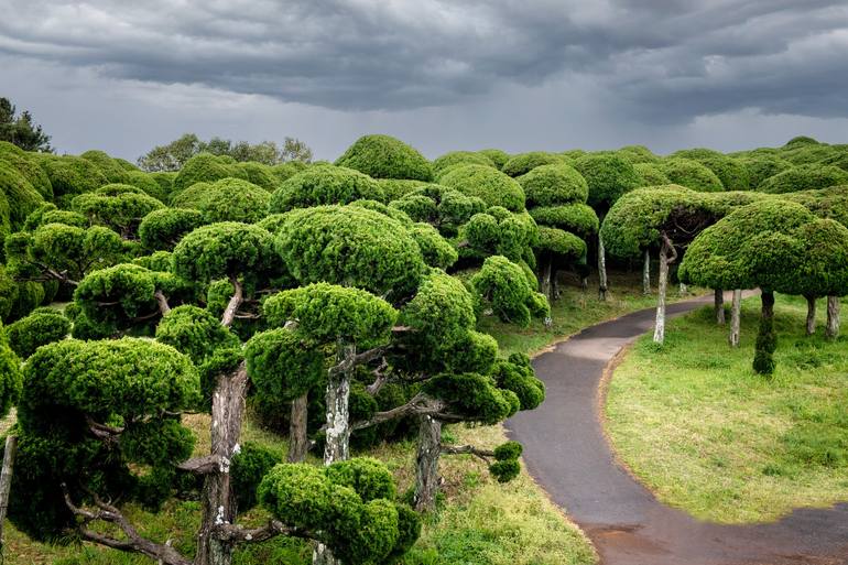 3 - The Source of Truffula Trees - Limited Edition of 100 Photography ...