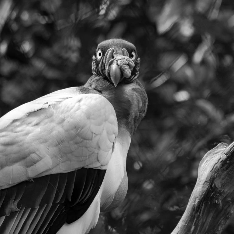Forest Birds Photography by Sergio Cerezer | Saatchi Art