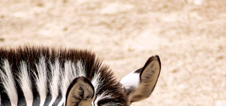 In the African Savannas - Polyptychs Photography by Sergio Cerezer ...