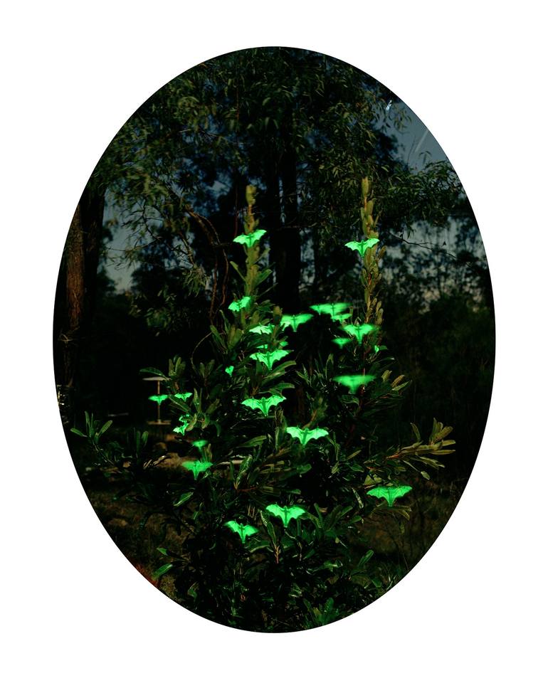 Flying Fox Dreaming Photography by Louise Fowler-Smith | Saatchi Art