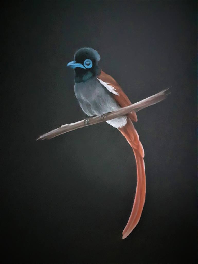 Paradise fly catcher Drawing by Celeste deVries | Saatchi Art
