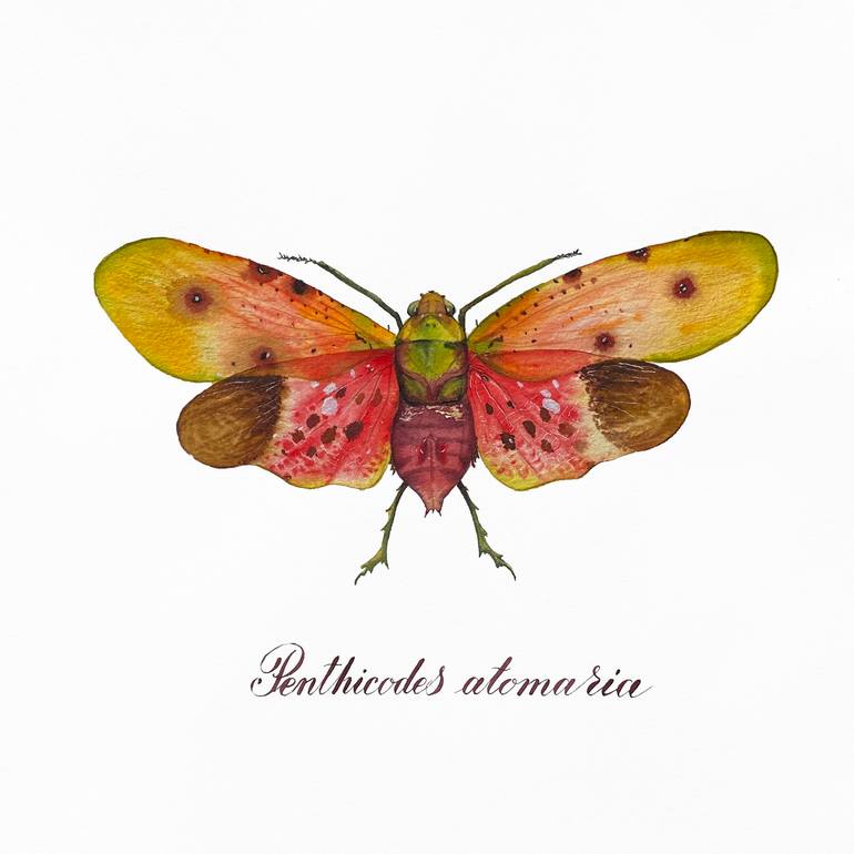 Penthicodes atomaria firefly. Original watercolour artwork. Painting by ...