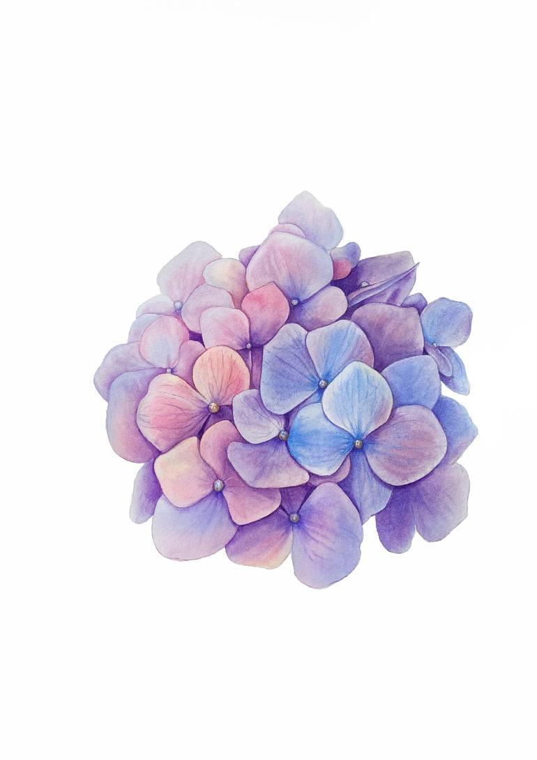 Hydrangea. Watercolour. Painting by Nataliia Kupchyk | Saatchi Art