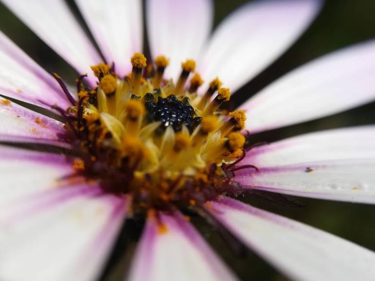 African Daisy Close Up Photography by Bethany-Jade Greenwood | Saatchi Art