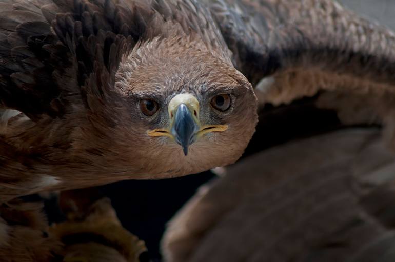 Tawny Eagle Photography by Matt Steffen | Saatchi Art