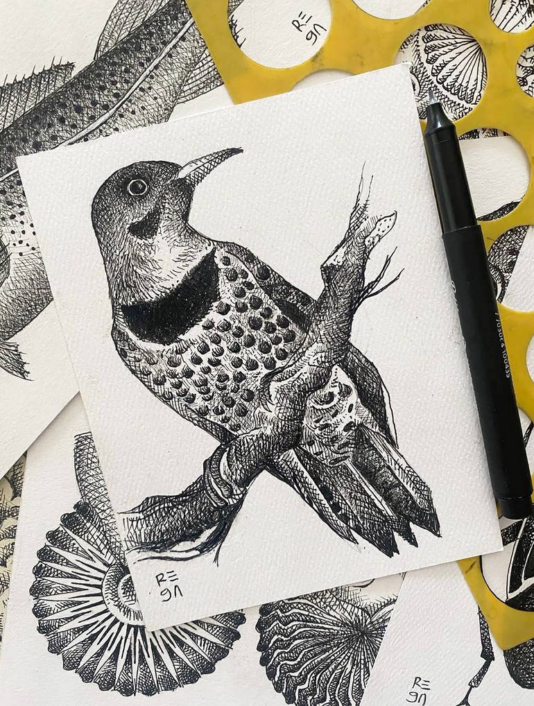 Northern Flicker Drawing by Mariana Renteria | Saatchi Art