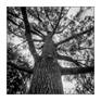 Pinhole Image ‘Pine tree - forest giant’ Photography by Yury Melnikov ...