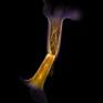 Hidden Gems - Limited Edition of 15 Photography by Lisa Folino ...