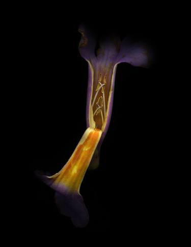 Lisa Folino | Saatchi Art